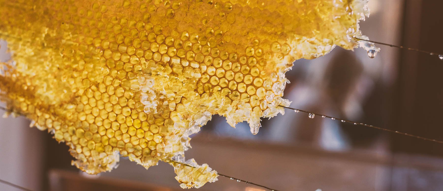 [Portfolio] Bees A Crowd by Creative Canary | Perth, Western Australia